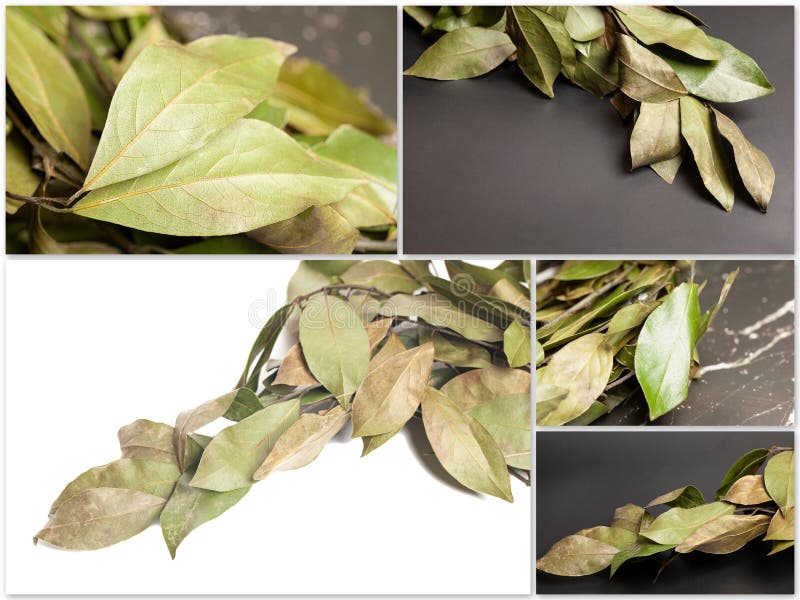 Collage Con Hojas De Laurel Secas. Sazonamiento De Hojas De Laurel ...