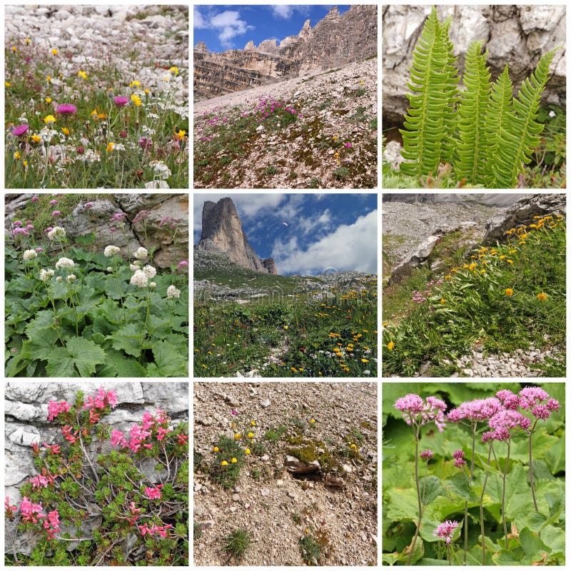 Collage alpino de la flora foto de archivo. Imagen de outdoor - 38166942