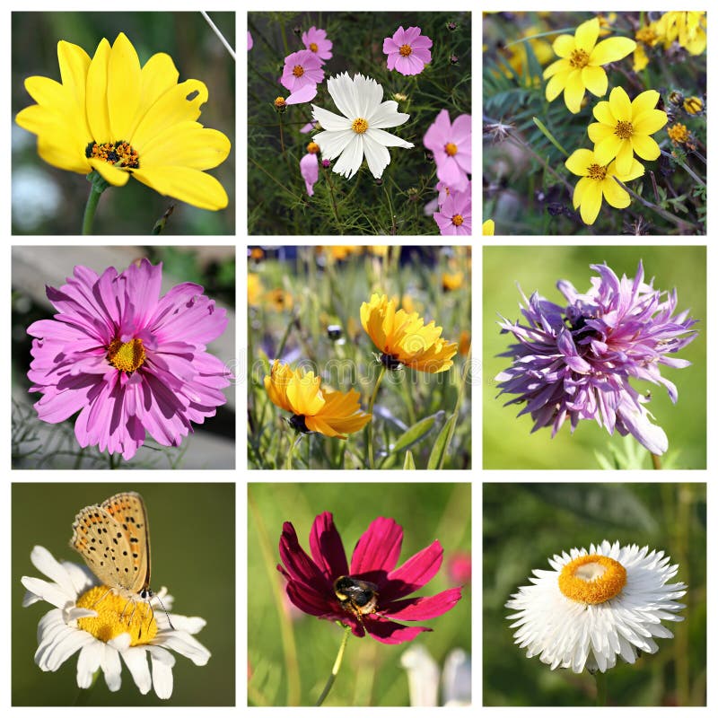 Collage Con Las Flores Hermosas Imagen de archivo - Imagen de flor ...