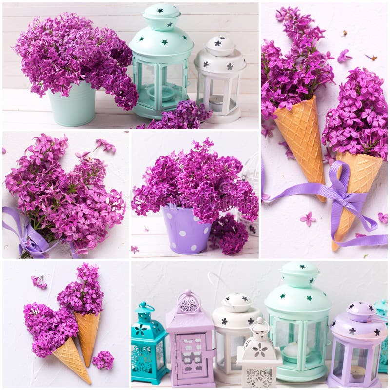 Collage Con Las Flores Violetas De La Lila Foto de archivo - Imagen de ...