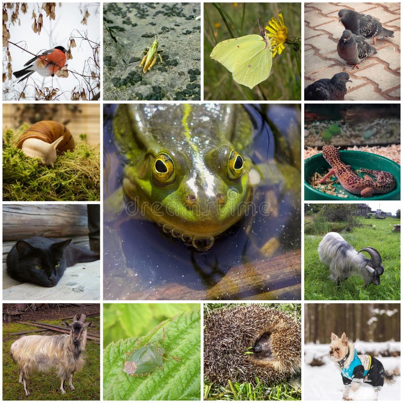 96 Collage De Diversos Animales Fotos - Libres de Derechos y Gratuitas ...