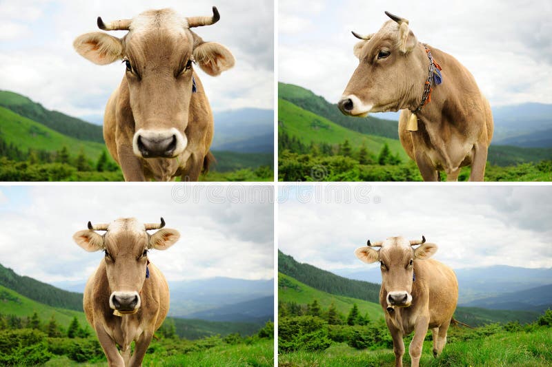 Collage of Cow in the Mountains Stock Photo - Image of cattle, green ...