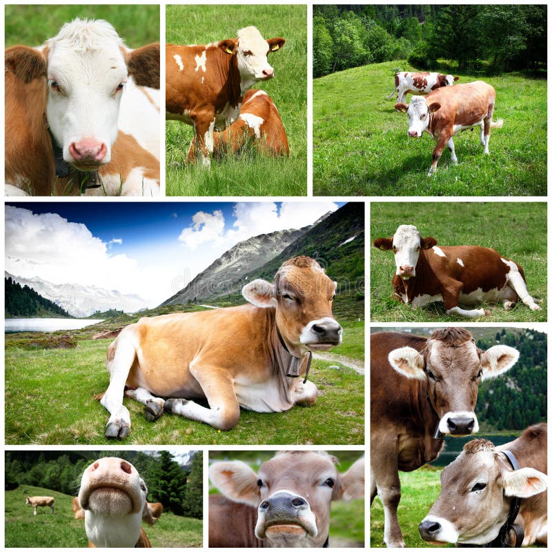 Collage of Cows and Cattles on the Field Stock Image - Image of ...
