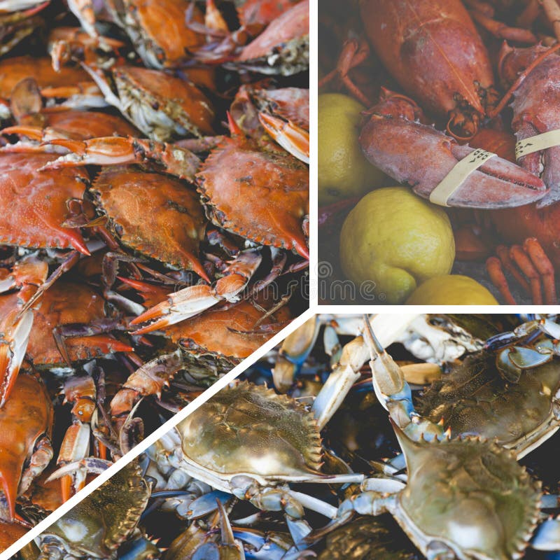 Collage of Crabs stock photo. Image of seaweed, still - 72996092