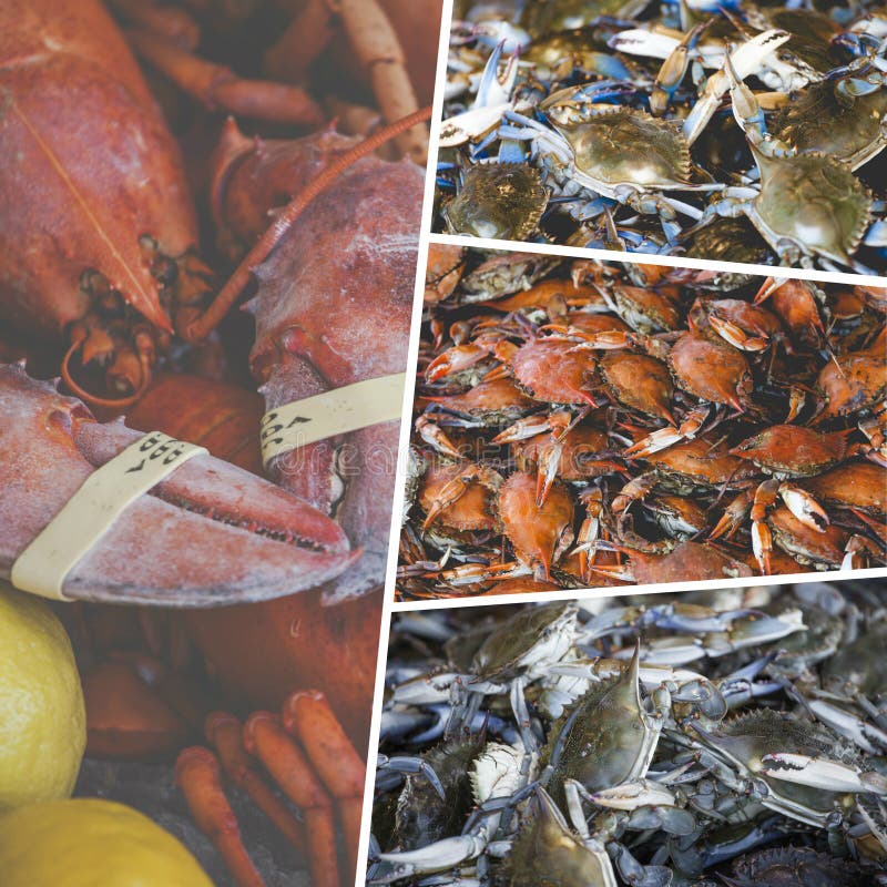 Collage of Crabs stock image. Image of diet, fish, nutrition - 84022815