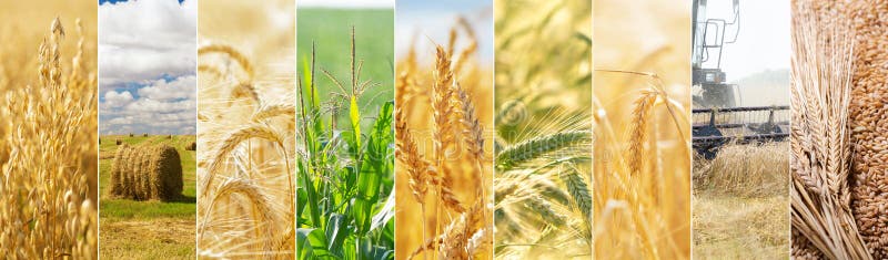 Collage with Crop in Fields Stock Photo - Image of yellow, natural ...