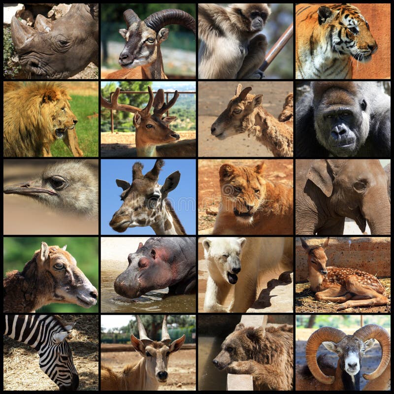 Collage d'animaux photo stock. Image du animaux, klaxons - 14477218