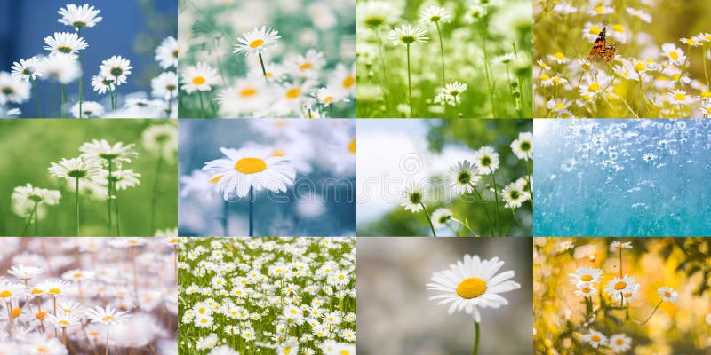 Collage of Daisies. Summer Bright Colorful Collage of Flowers. Stock ...
