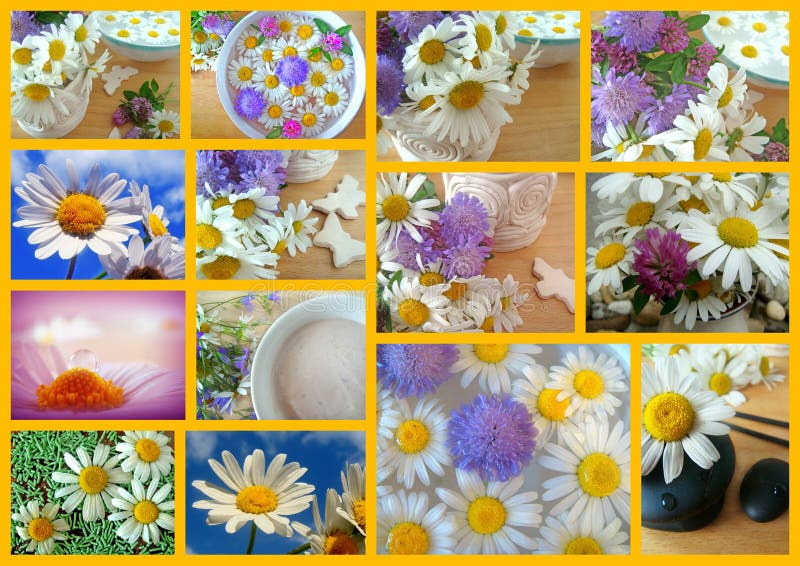 Collage daisy stock image. Image of design, cheery, daisy - 25241885