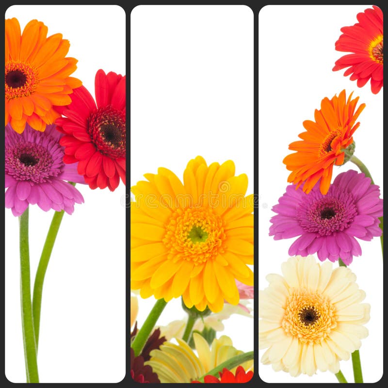Collage daisy stock image. Image of design, cheery, daisy - 25241885