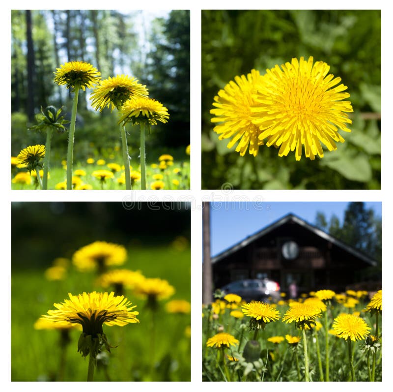 Collage of Dandelions on Green Grass. Summer Set. Stock Photo - Image ...