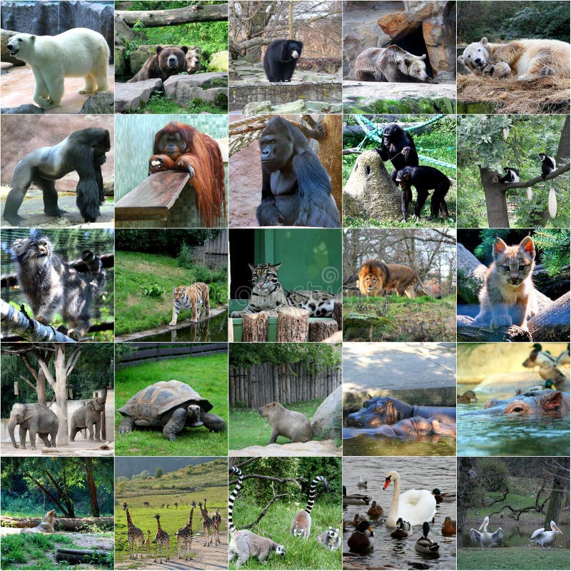 Collage De Algunos Animales Salvajes Foto de archivo - Imagen de ...