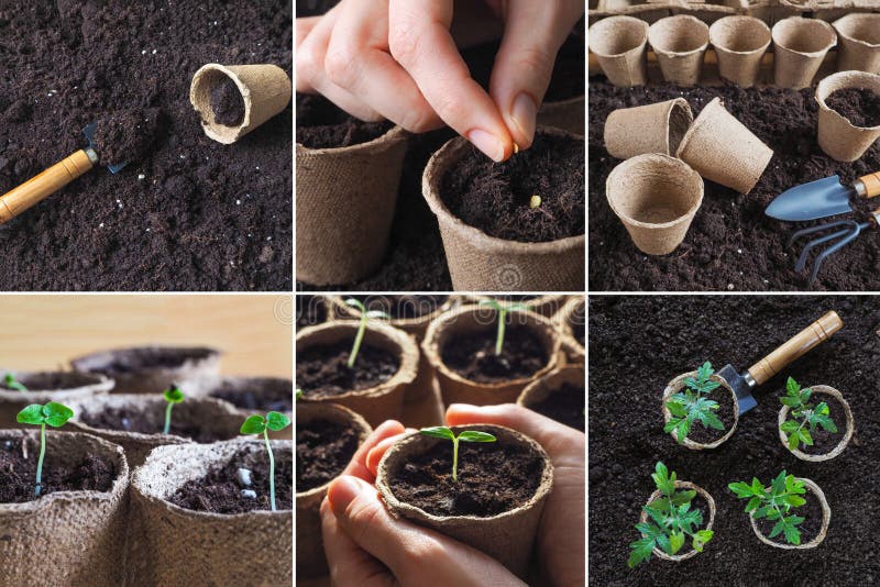 Collage De Différentes Images De Planter Des Graines Au Printemps Image ...