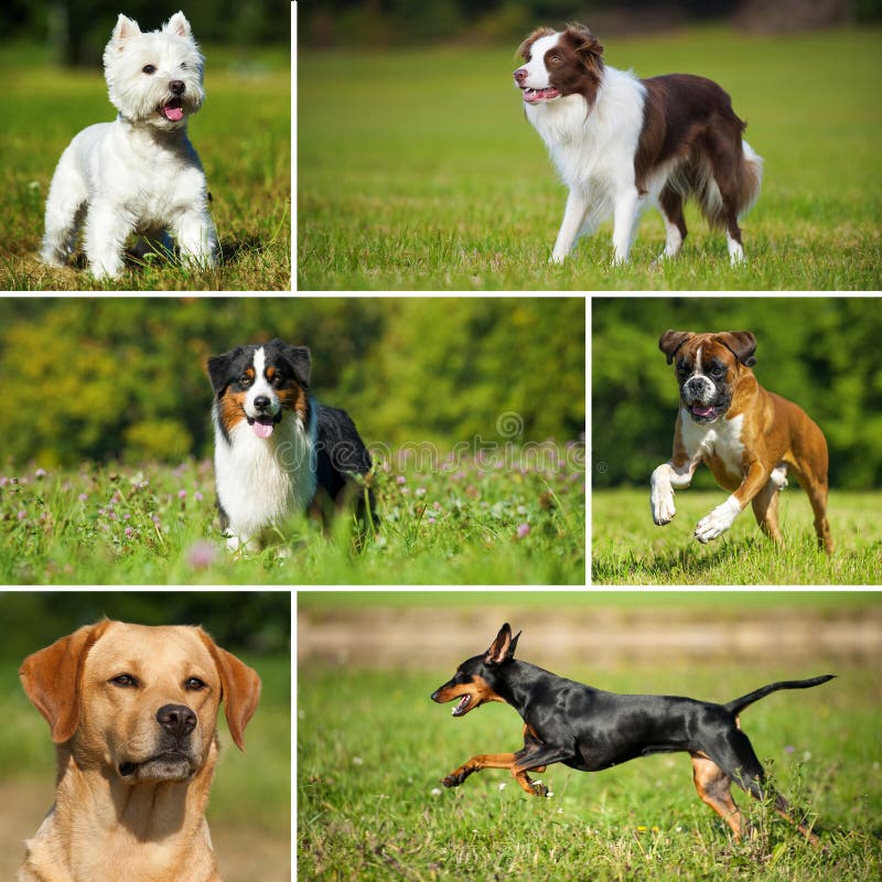 626 Collage De Perros Fotos - Libres de Derechos y Gratuitas de Dreamstime