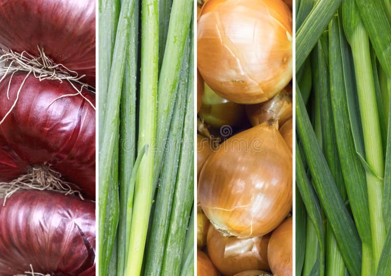 Collage De Diversas Variedades De Cebolla Imagen de archivo - Imagen de ...