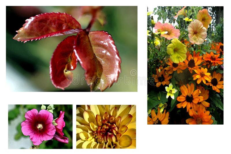 Collage de flores foto de archivo. Imagen de efecto - 160438866