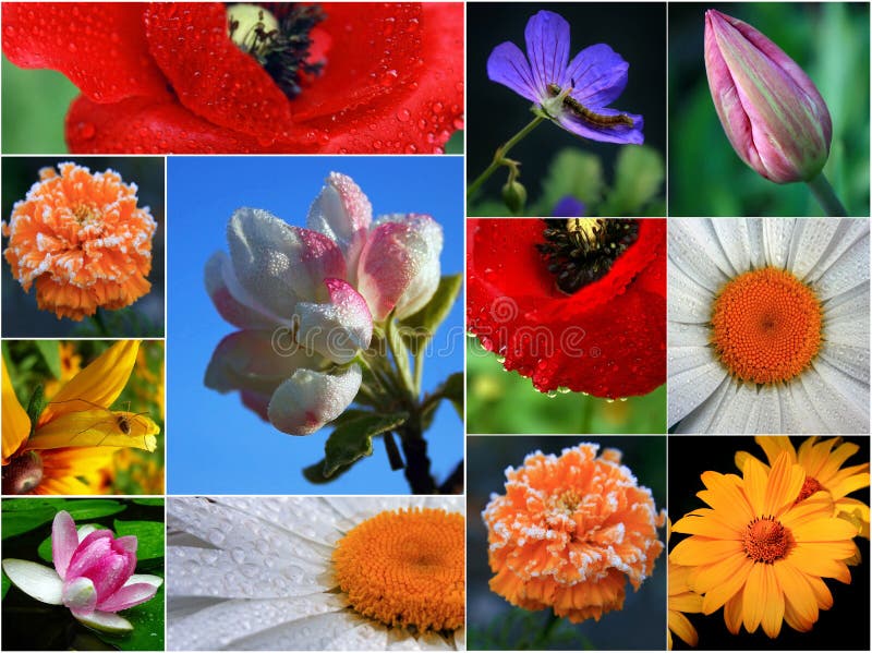 Collage de flores foto de archivo. Imagen de cubo, helada - 25653458