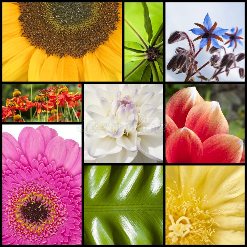 Collage De Flores En Colores Del Arco Iris Foto de archivo - Imagen de ...