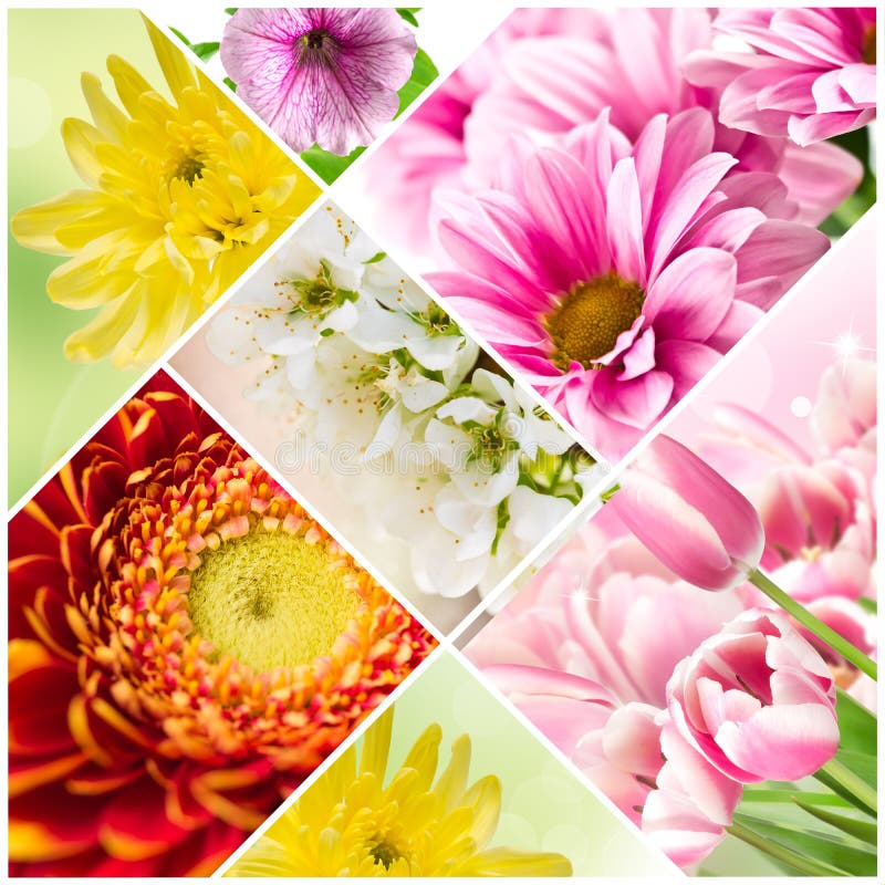 Collage De Las Flores De Lotus Florecientes Imagen de archivo - Imagen ...