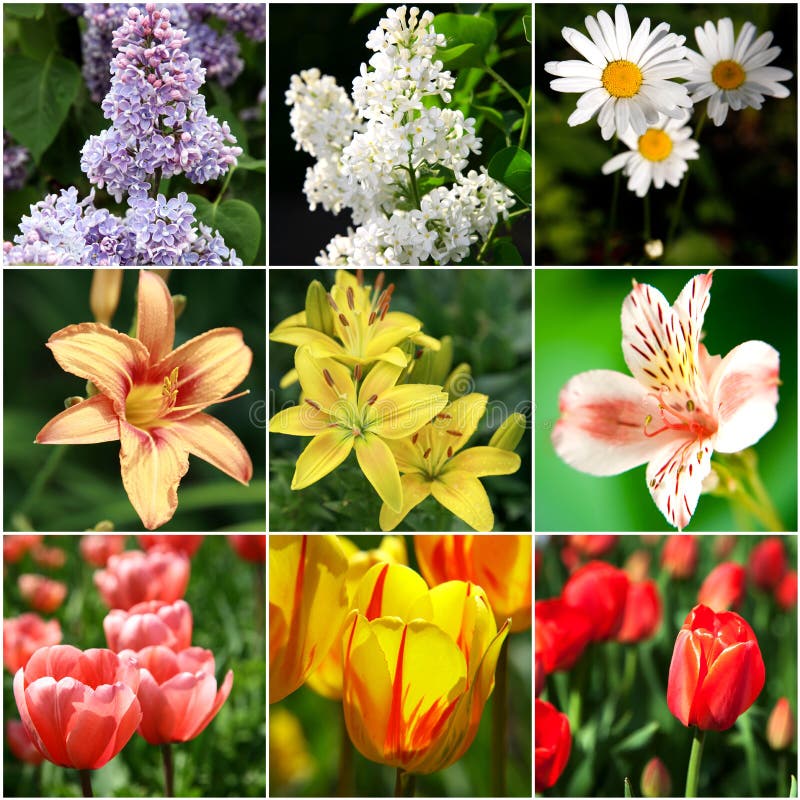 Collage de flores hermosas imagen de archivo. Imagen de verde - 55845767