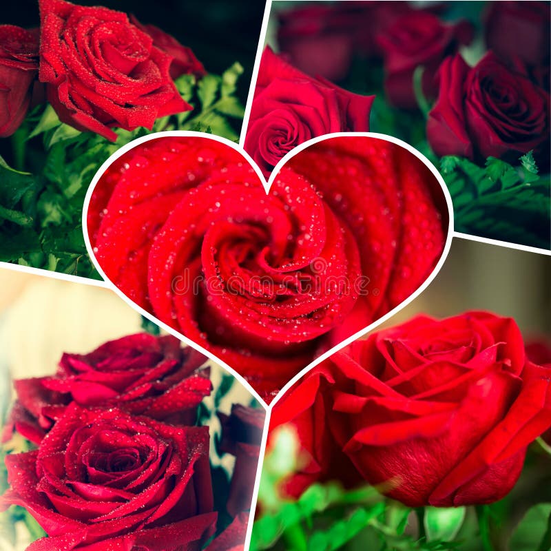 Collage De Fond Naturel De Roses Rouges Image stock - Image du beau ...