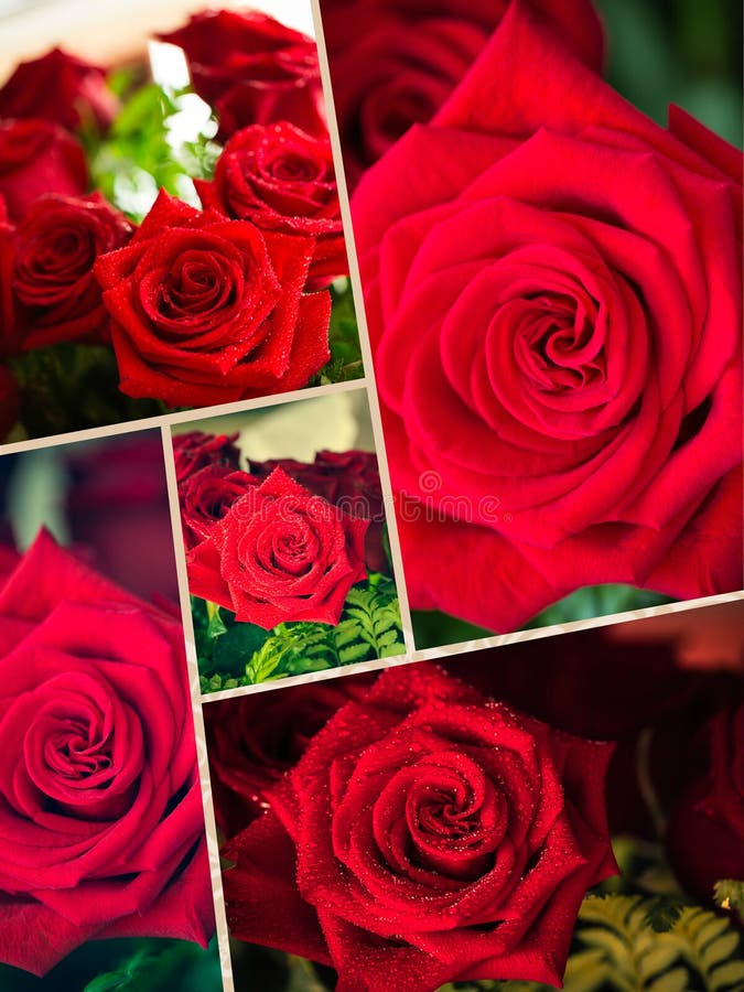 Collage De Fond Naturel De Roses Rouges Photo stock - Image du ...
