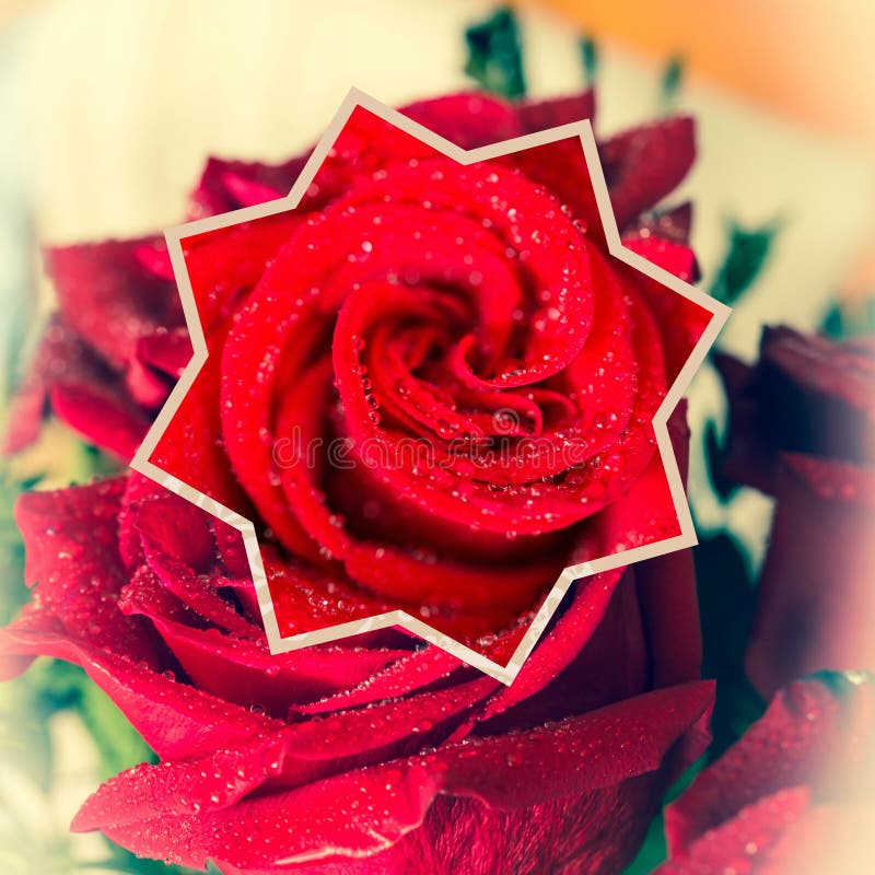 Collage De Fond Naturel De Roses Rouges Photo stock - Image du fleur ...