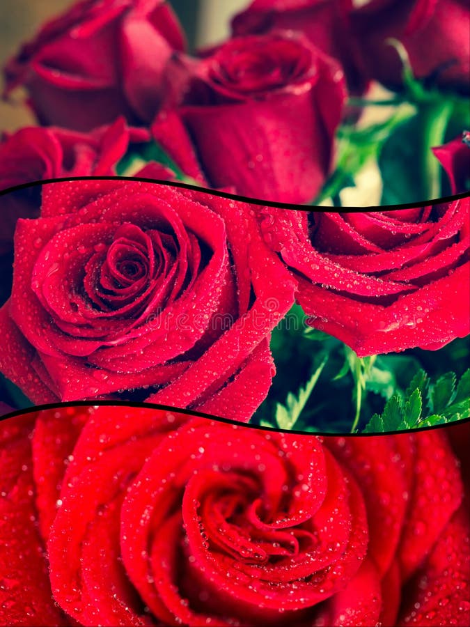 Collage De Fond Naturel De Roses Rouges Photo stock - Image du normal ...