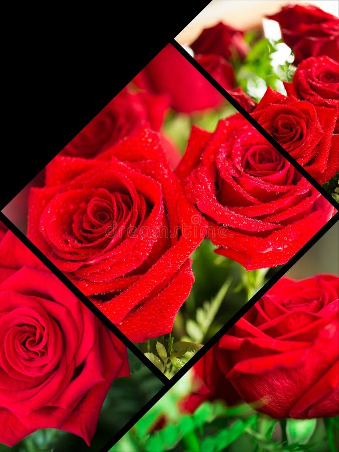 Collage De Fond Naturel De Roses Rouges Photo stock - Image du ...