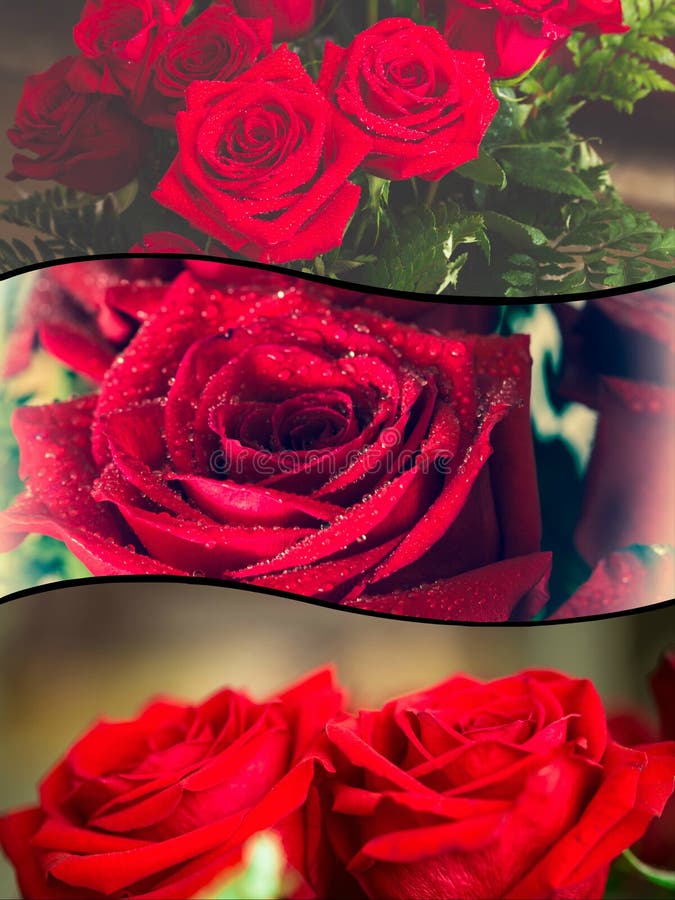Collage De Fond Naturel De Roses Rouges Photo stock - Image du ...
