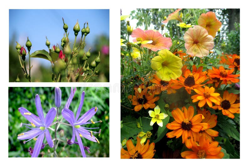 Collage de la flor foto de archivo. Imagen de empuje - 160034674