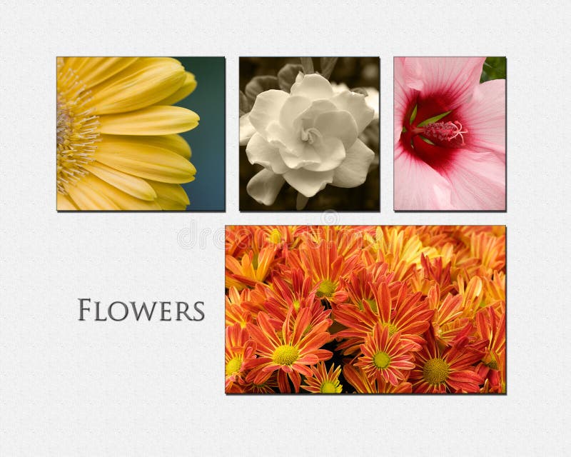 Collage de la flor imagen de archivo. Imagen de germinador - 30392473