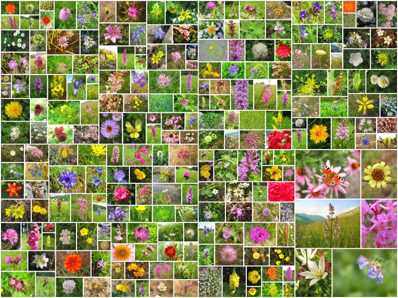 Collage De La Diversa Comida Seca Foto de archivo - Imagen de productos ...