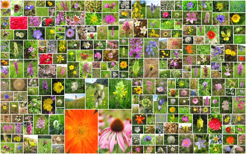 Collage De La Diversa Comida Seca Foto de archivo - Imagen de productos ...