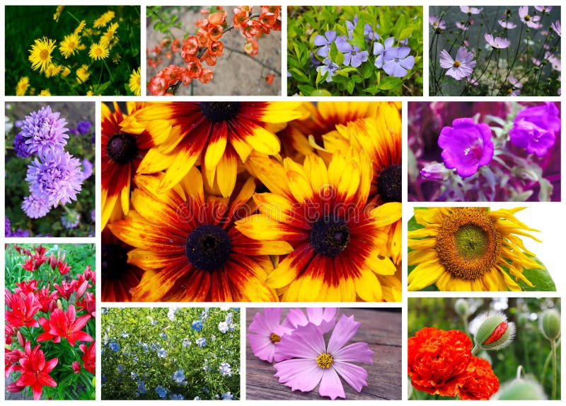 Collage de la flor foto de archivo. Imagen de verde, imagen - 74864250
