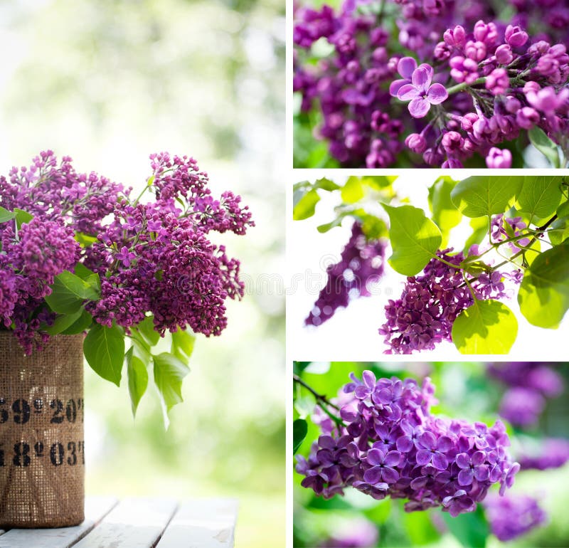 Collage de la lila foto de archivo. Imagen de manojo - 86313484