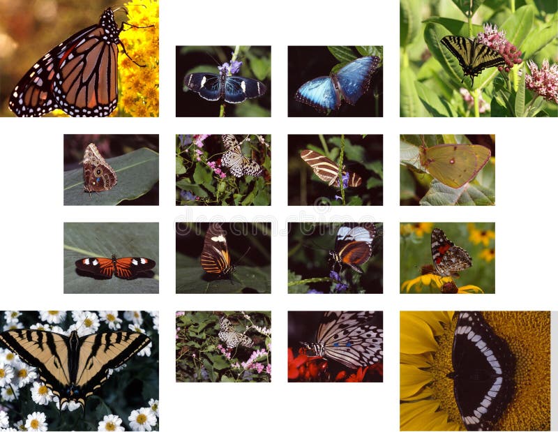 Collage de la mariposa foto de archivo. Imagen de retroceder - 40810274