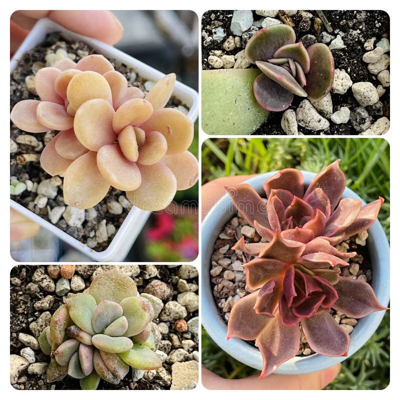 Collage De La Naturaleza De La Flor De La Everia Imagen de archivo ...