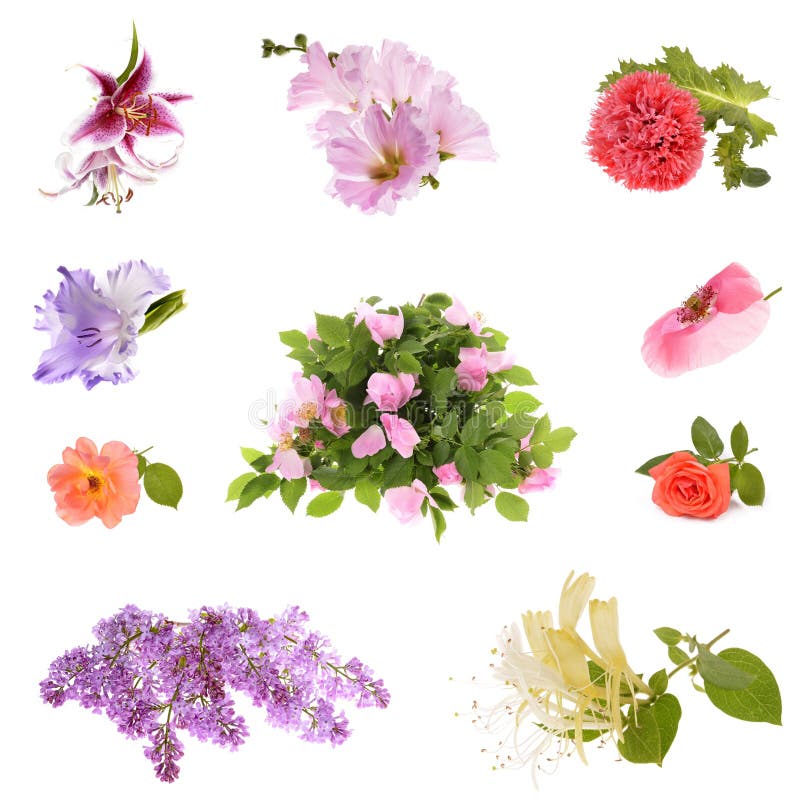Collage De Las Flores Hermosas De La Primavera Imagen de archivo ...