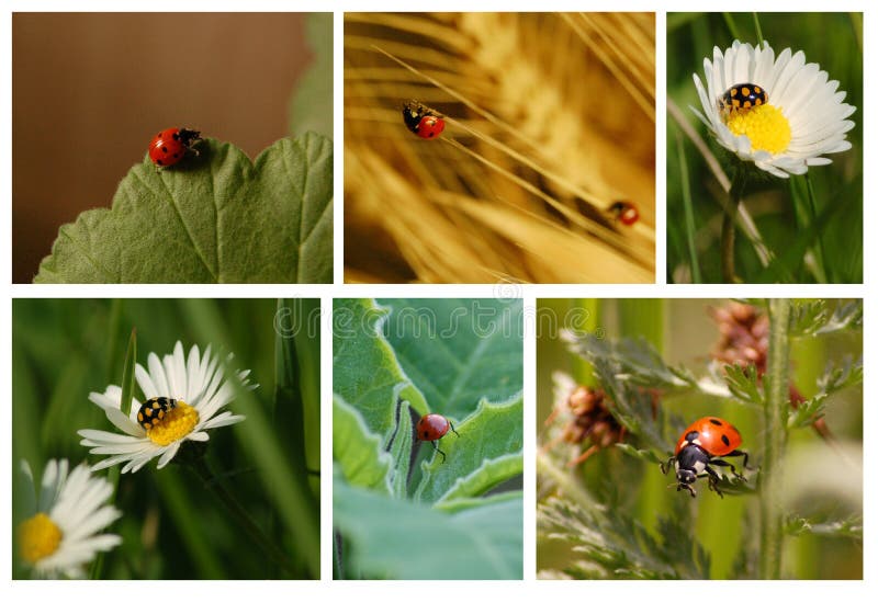 Collage de los Ladybugs foto de archivo. Imagen de insecto - 11813690