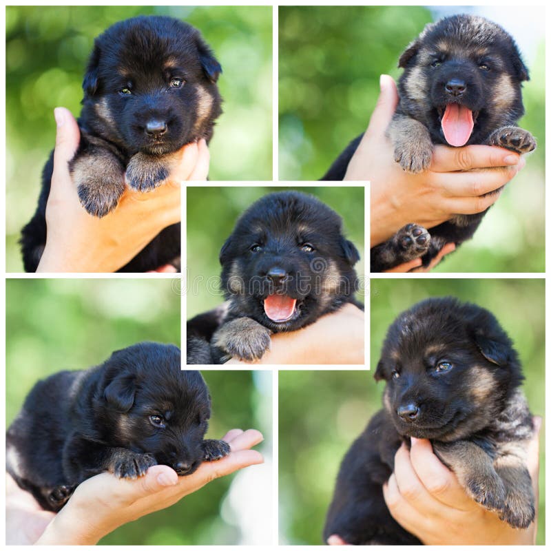Collage De Los Perritos Lindos Del Shephard Foto de archivo - Imagen de ...
