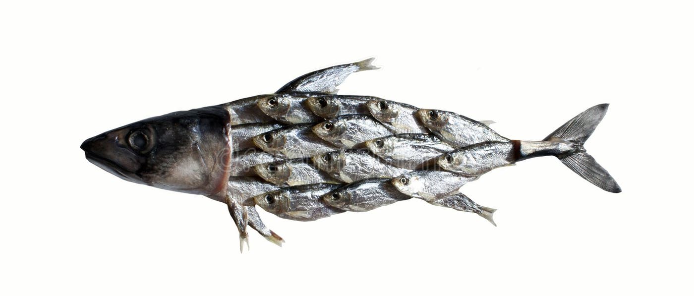 6,565 Collage De Peces Fotos de stock - Fotos libres de regalías de ...