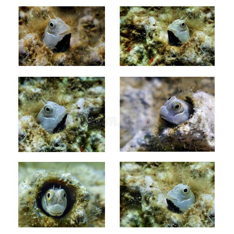 De Petits Poissons De La Mer Rouge, Il Appartient Aux Blennidae ...