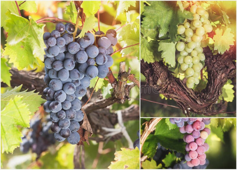 Divers Types De Raisins Sur Une Vigne Photo stock - Image du nature ...