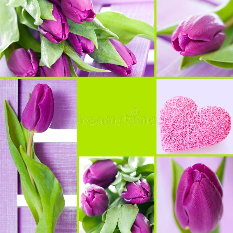 Collage de tulipes image stock. Image du espace, décoratif - 29073785
