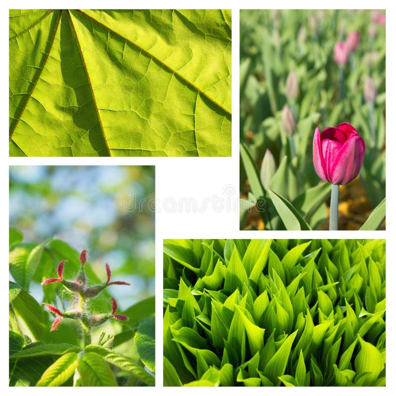 A Collage Of Decorative Plants Stock Image - Image of light, summer ...