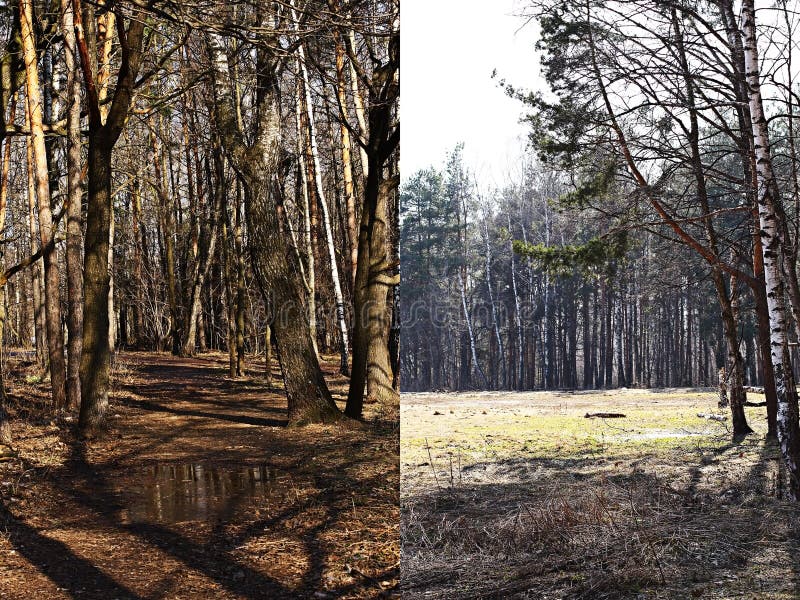 Collage del bosque hermoso imagen de archivo. Imagen de montaña - 28788787