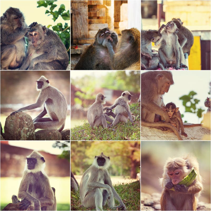 Collage del mono imagen de archivo. Imagen de asia, comer - 64157147