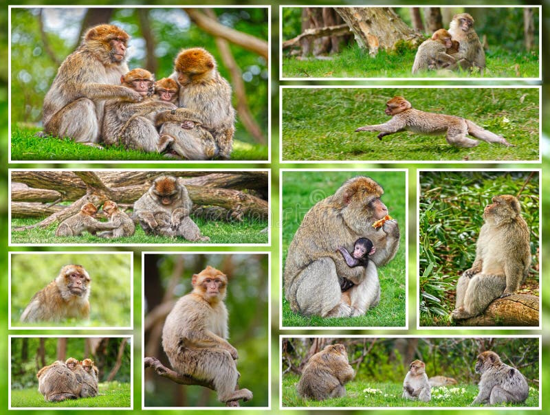 Collage Del Mono De Macaque Foto de archivo - Imagen de ambiente, verde ...