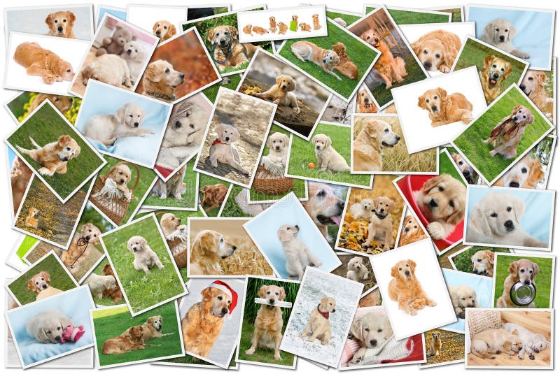 Collage del perro foto de archivo. Imagen de sentada - 17417174